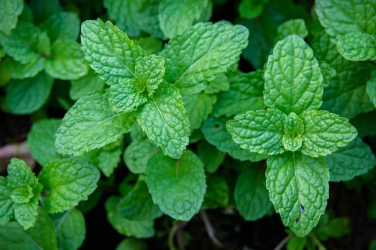 6 Plants That Repel Mice - Peak Yard