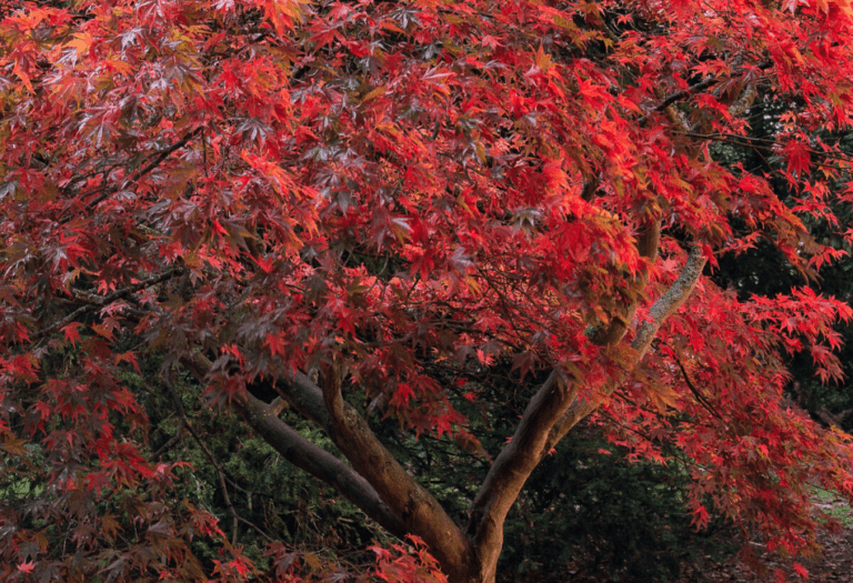 Red Maple vs Japanese Maple - Peak Yard