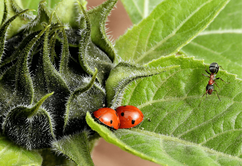 Do Ladybugs Eat Ants The Diet Of A Ladybug Peak Yard Do Ladybugs Eat Ants The Diet Of A Ladybug Peak Yard