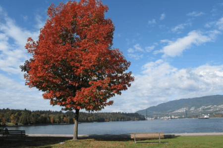 Red Maple vs Japanese Maple - Peak Yard